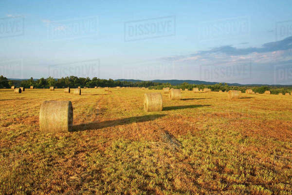Agriculture - Large round grass hay bales in an Ozark Mountains hay ...