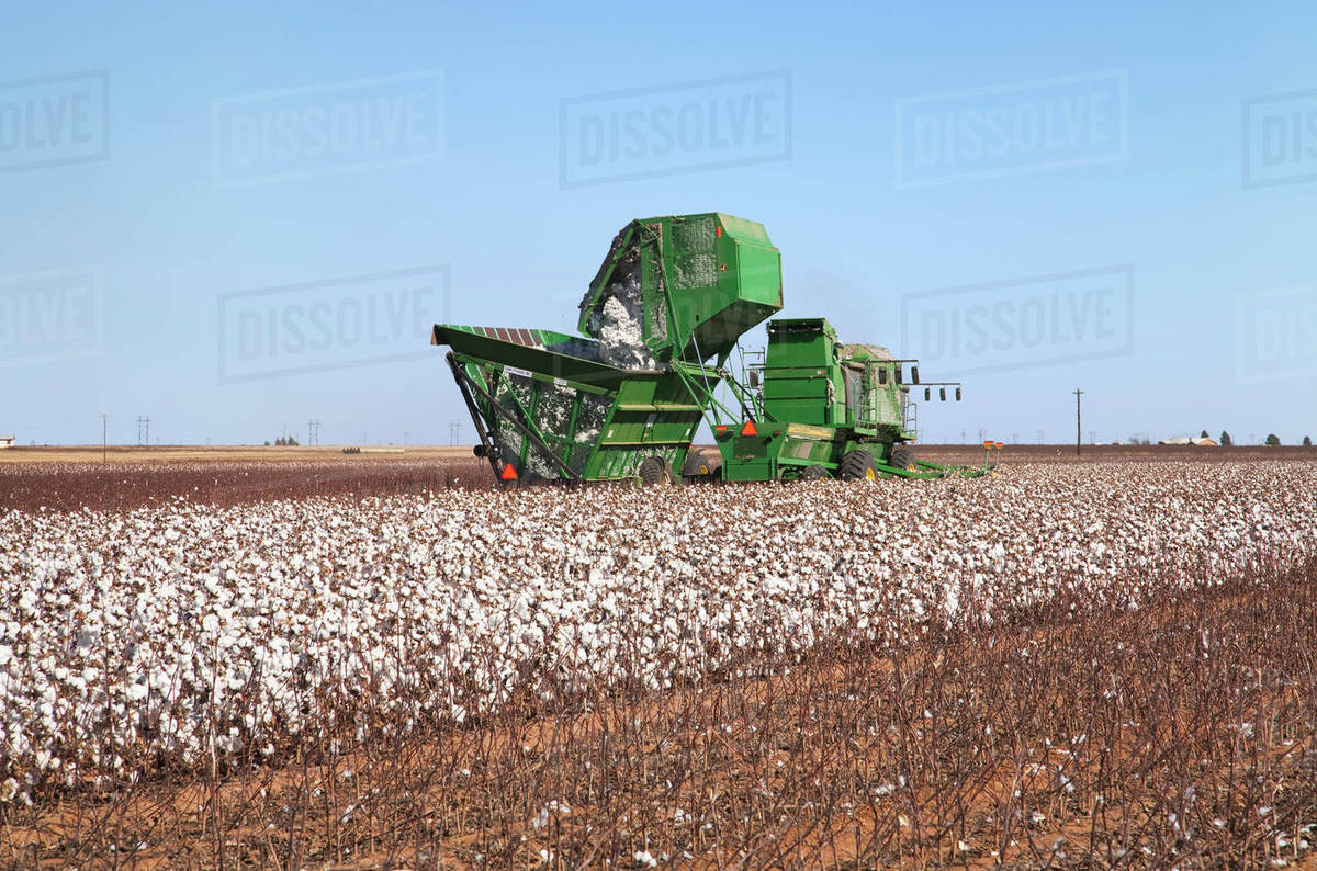 Agriculture - A John Deere 8-row cotton stripper unloads harvested ...