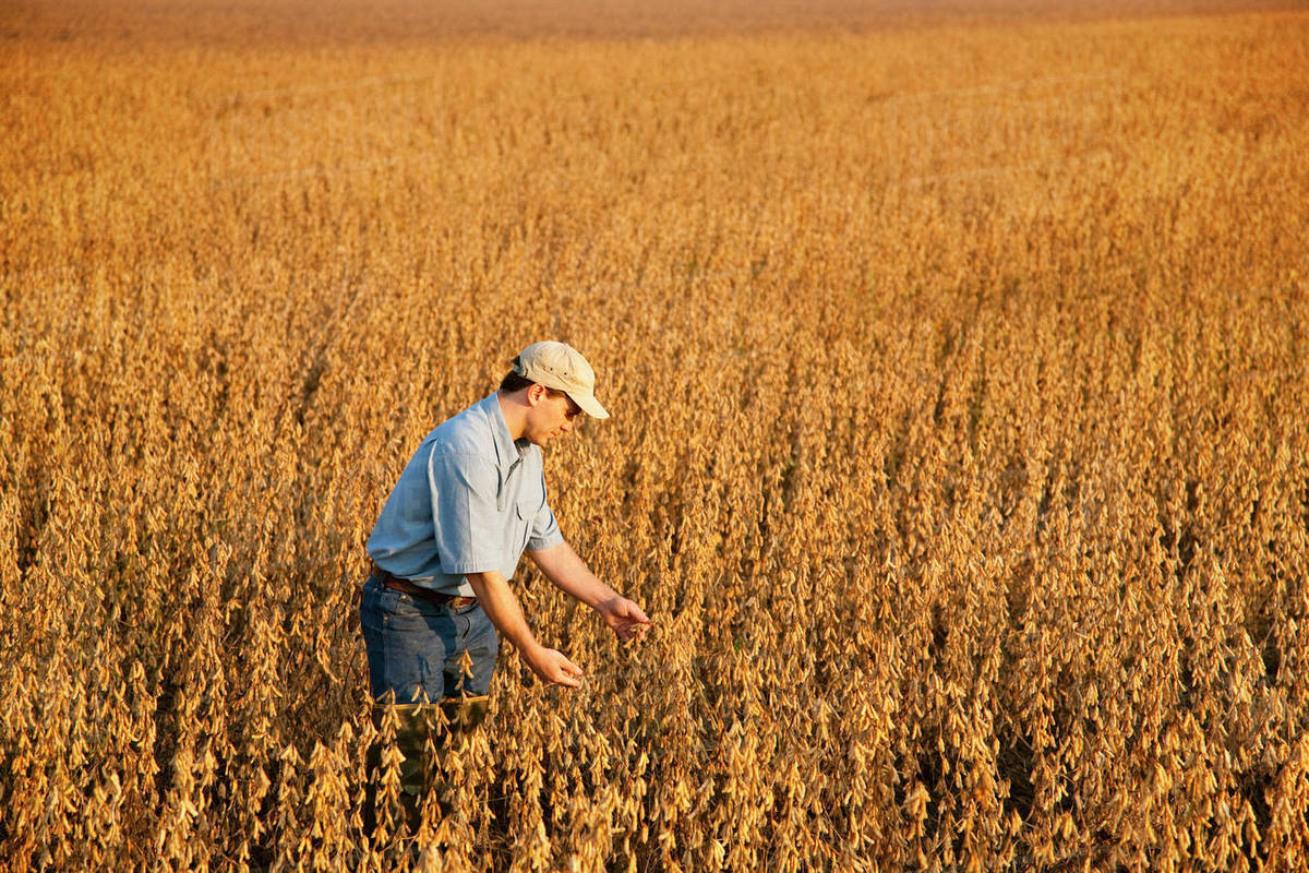 Agriculture - A crop consultant inspects a mature harvest ready crop of ...