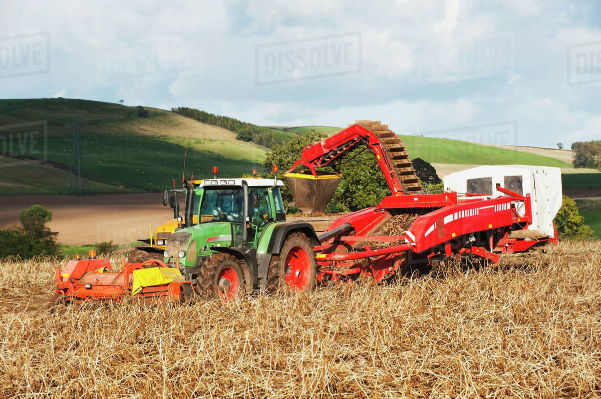 Agriculture - Potato harvesting / England, United Kingdom. - Stock ...
