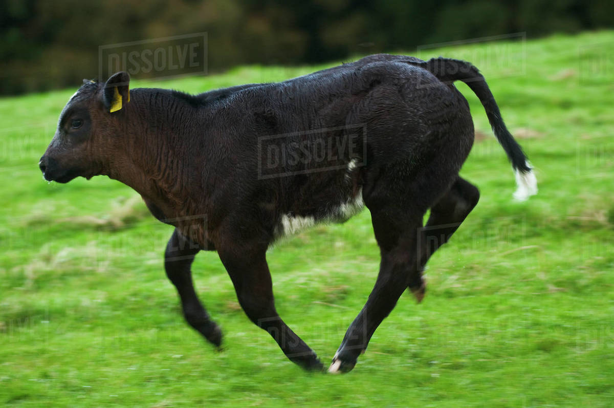Livestock - A Crossbred beef calf running through a green pasture ...
