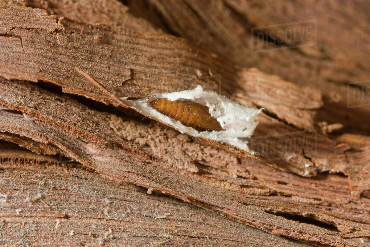 Agriculture - European Grapevine Moth (Lobesia botrana) teased open ...