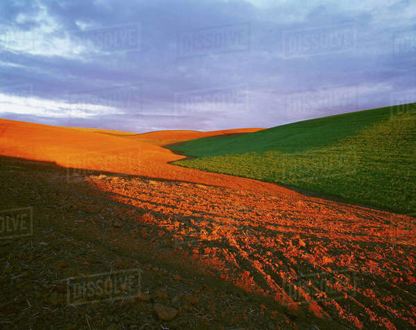 Agriculture - Rolling grain fields prepared and ready for planting next ...
