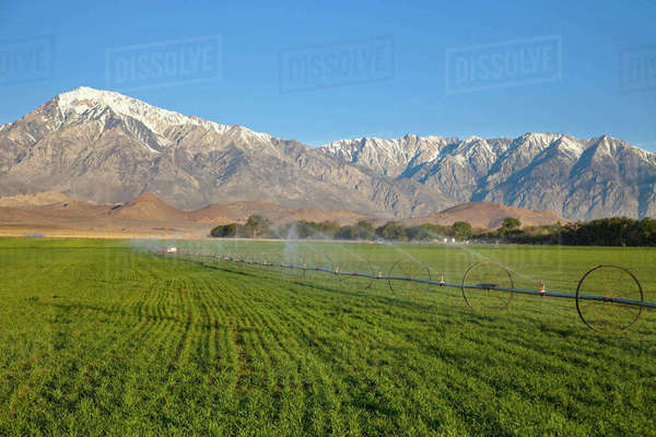 Agriculture - A wheelmove irrigation system irrigates a hay or forage ...