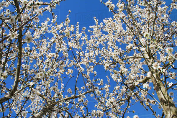 Agriculture - Almond trees in full bloom in late winter / Tehama County ...