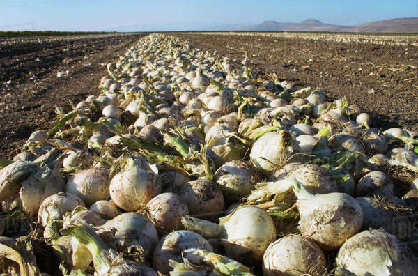 Agriculture - White onions that have been dug up are curing in the ...