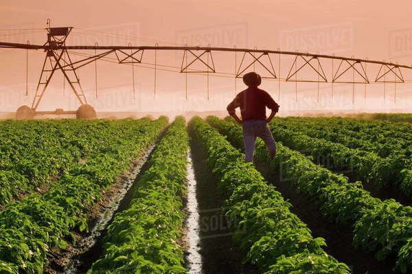 Agriculture - A farmer stands in his mid growth potato field observing ...