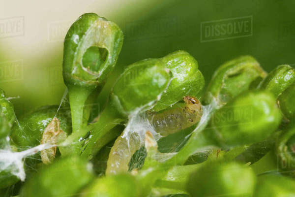 Agriculture - European Grapevine Moth (Lobesia botrana) young larva ...