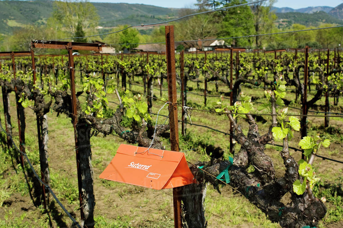 Agriculture - European Grapevine Moth (Lobesia botrana) pheromone trap ...