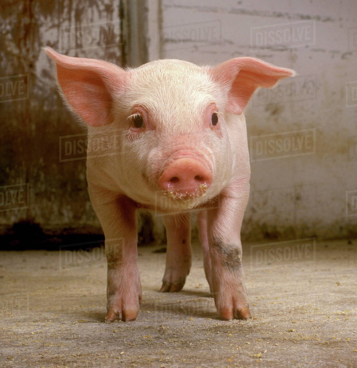 Livestock - Front view of an immature pig (swine) in a confinement ...