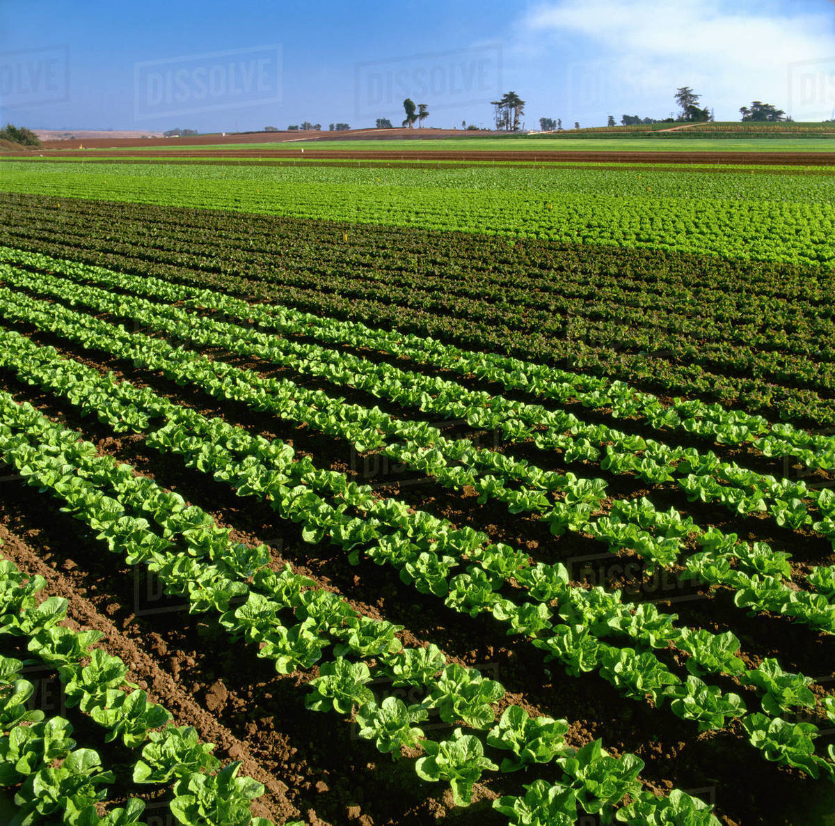 Agriculture - Mid-Growth Organic Lettuce Field. Romaine Lettuce In The ...