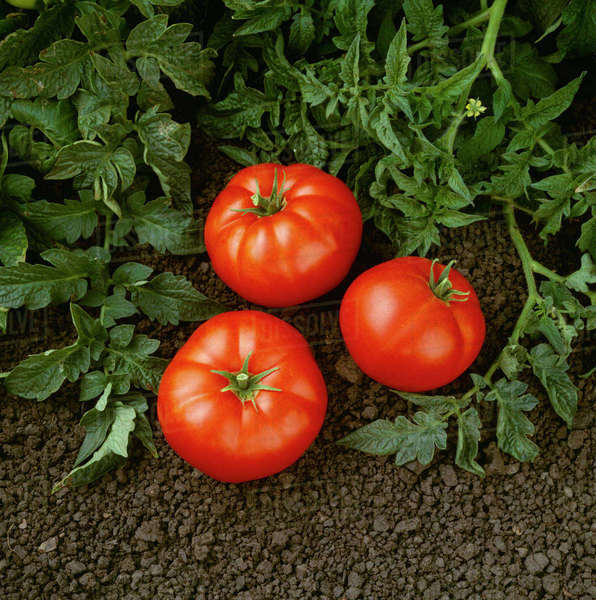 Agriculture - Harvested Vine Ripened Fresh Market Tomatoes And Tomato ...