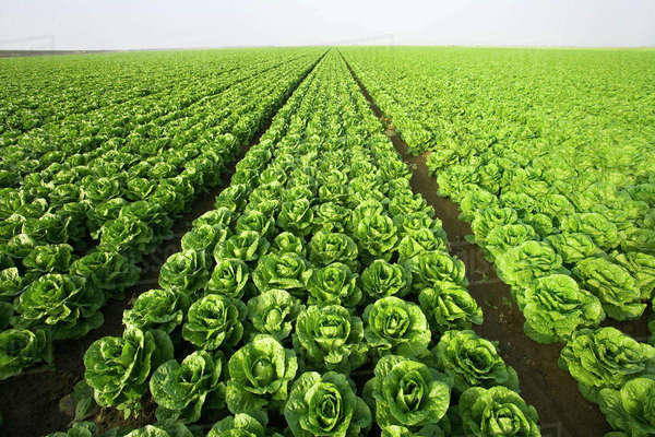 Agriculture - Large field of healthy mature Romaine lettuce showing few ...