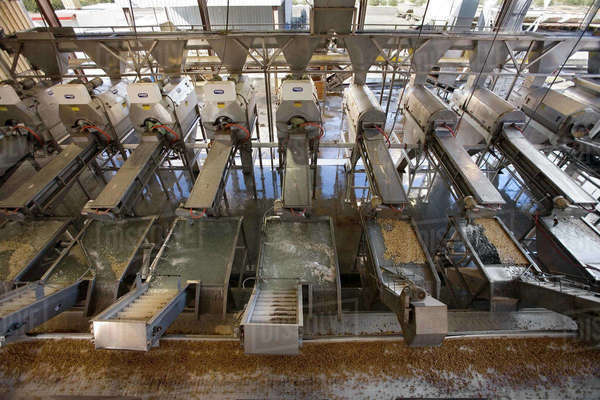 Agriculture - Pistachio processing facility; the freshly harvested nuts ...