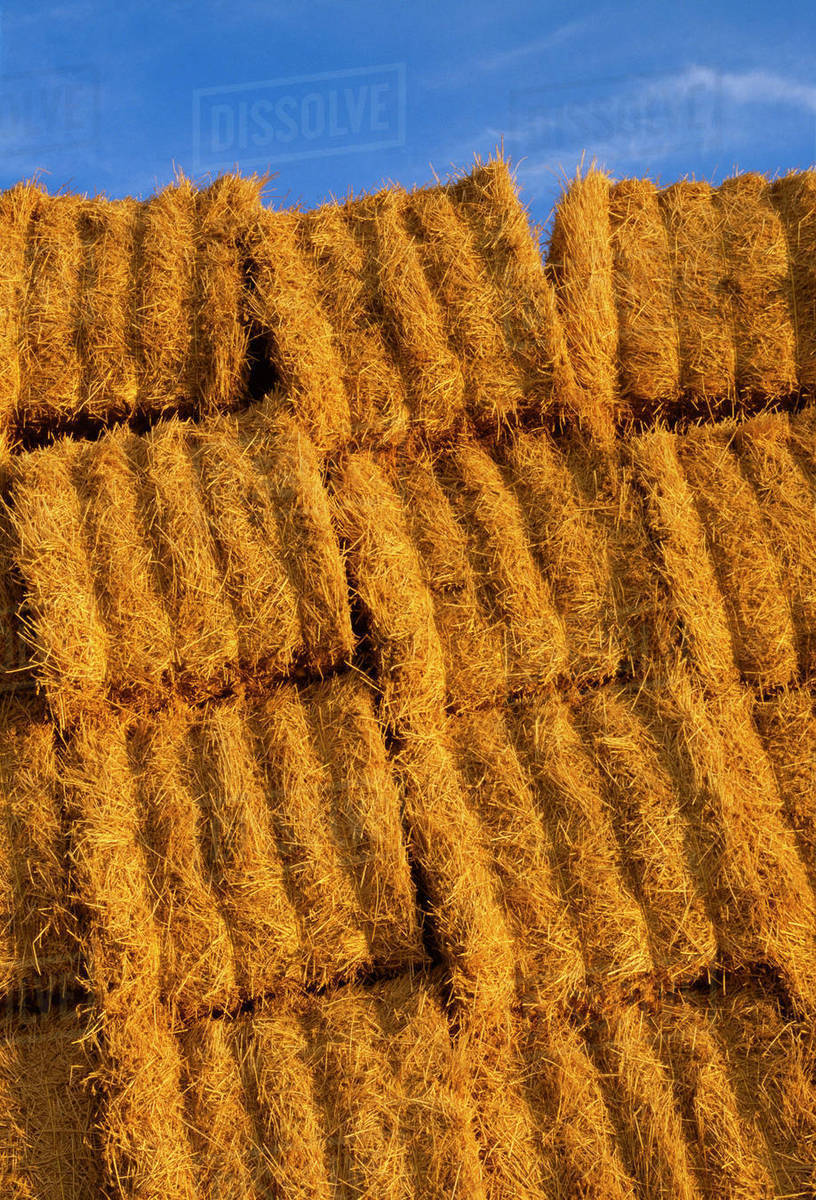 Agriculture - Stacked half ton, four strand bales of alfalfa hay ...