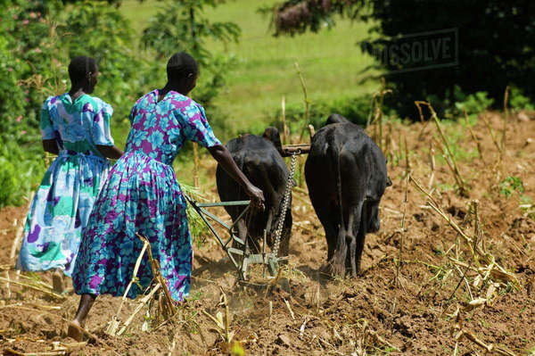 Agriculture - African women driving a team of oxen tilling a field for ...