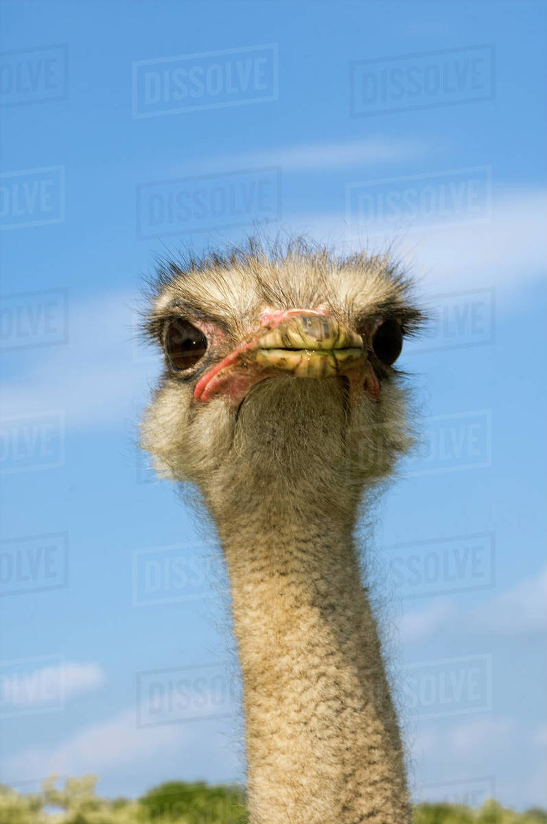 Livestock - Closeup of the head of a male ostrich at an ostrich farm ...