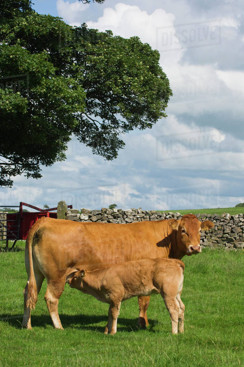 Livestock - Limousin cow and suckling calf on a green pasture ...