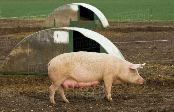 Livestock - Duroc Landrace crossbred sow pig on an outdoor free range ...