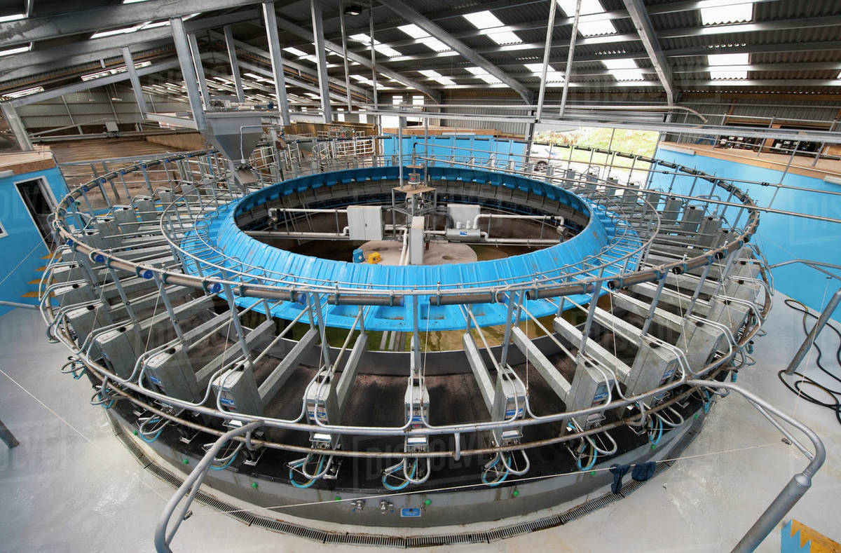 Agriculture A Rotary Or Carousel Milking Parlor That Can agriculture-a-rotary-or-carousel-milking-parlor-that-can