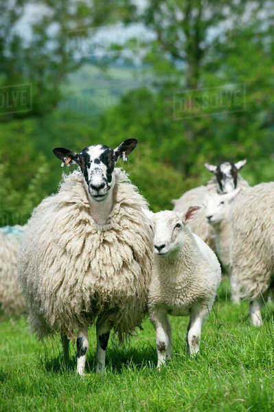 Agriculture - Mule sheep ewes with lambs. Mule sheep are a crossbred ...