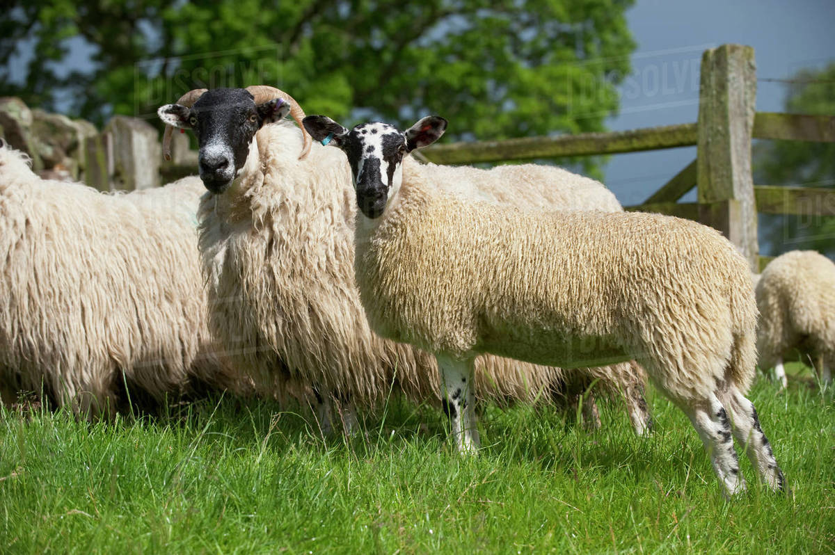 Agriculture - Hexham type Blackface ewe with Mule lamb at foot ...