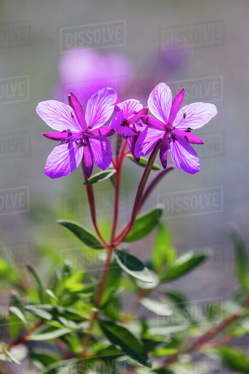 A closeup view of a Dwarf Fireweed plant in Kluane Lake Provincial Park ...