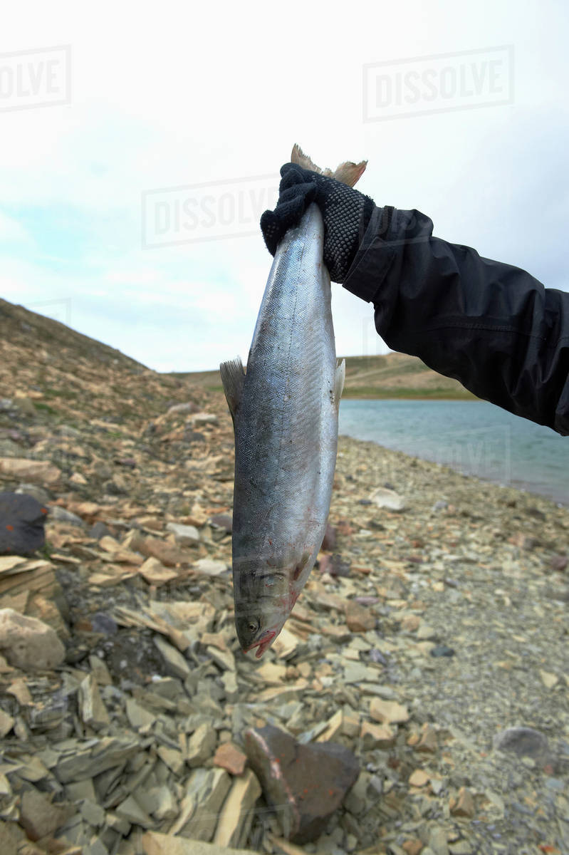 Holding up fresh caught Arctic Char while shore fishing in the Arctic ...