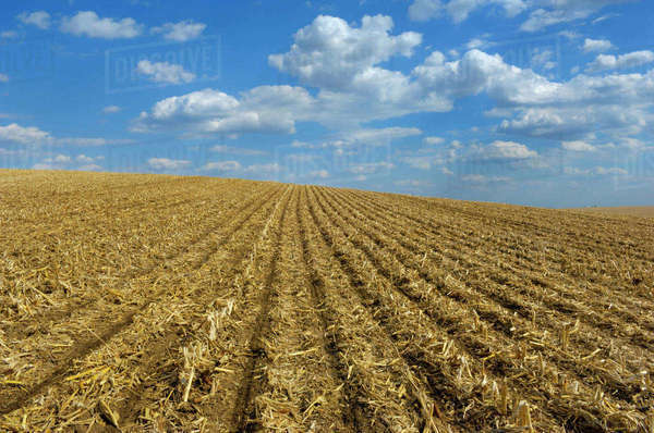 Agriculture - Sloping field in Spring just planted in soybeans no-till ...