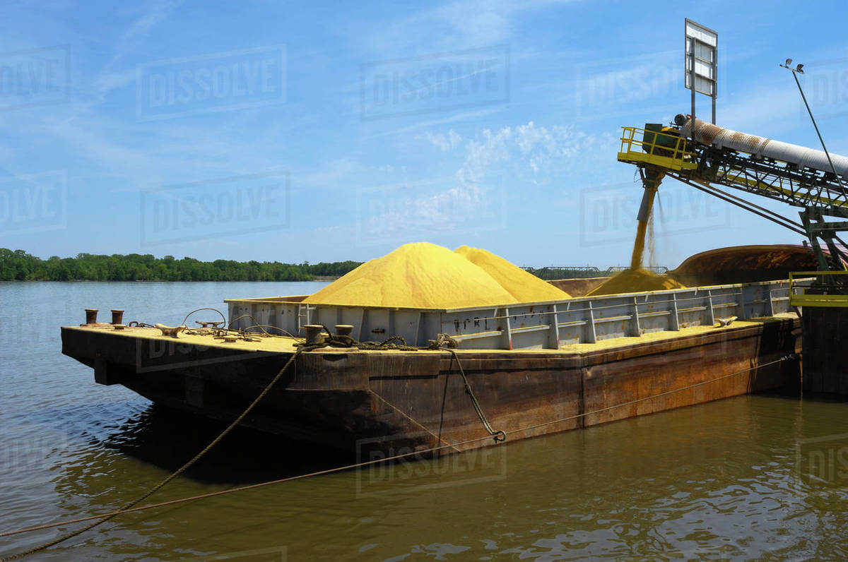 Agriculture - Ethanol production plant. Ground corn being loaded onto a ...