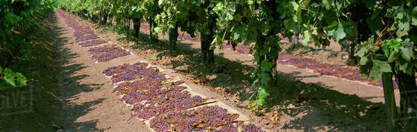 Agriculture - Raisin Grapes Harvested And Laid Out Between Rows Of ...