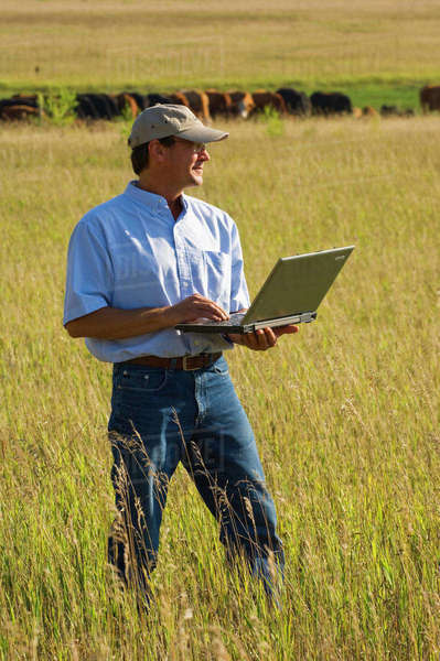 Agriculture - A livestock producer stands in a field observing his herd ...