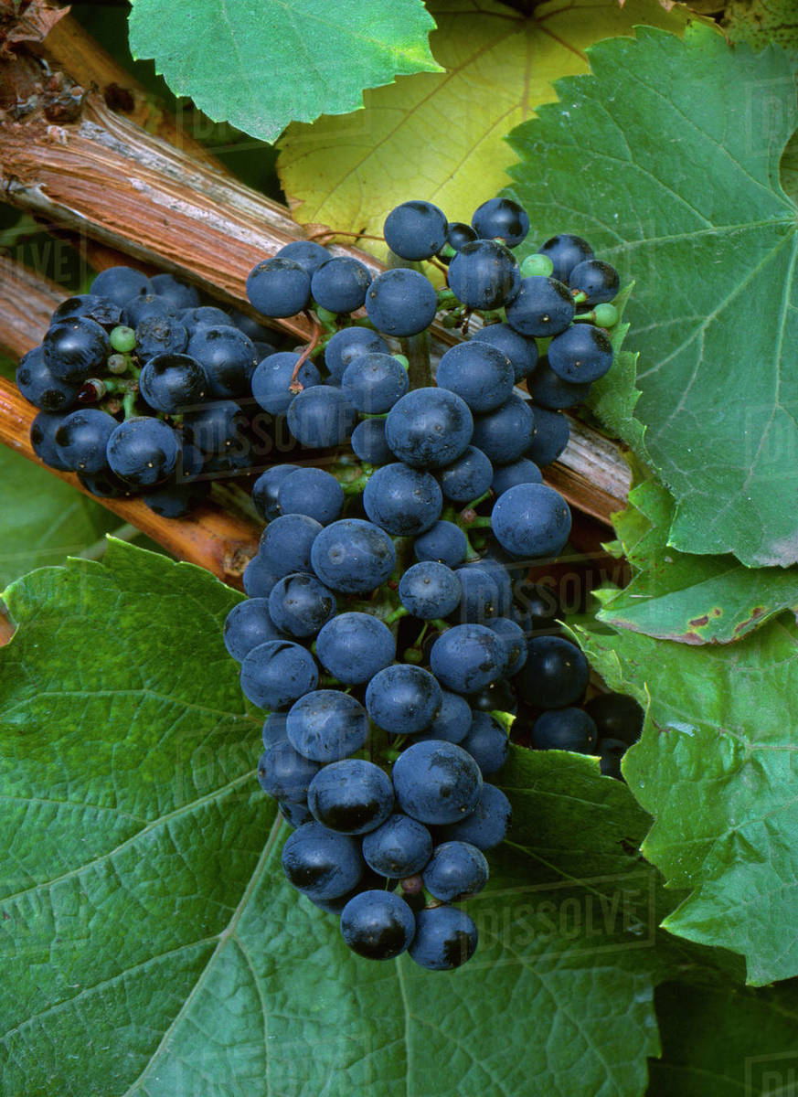 Agriculture - Wine grapes, Zinfandel. - Stock Photo - Dissolve