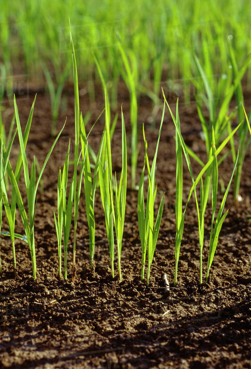 Agriculture - Closeup of newly emerged rice seedlings prior to flooding ...