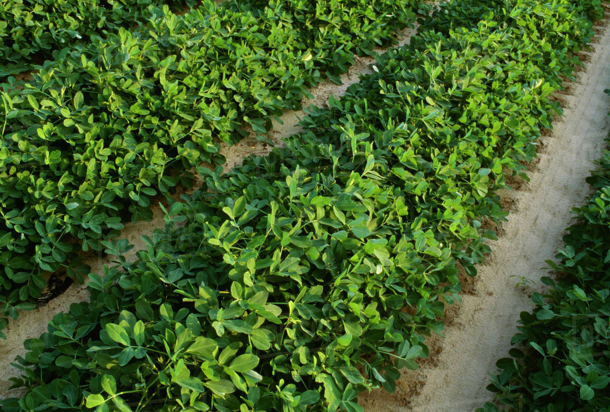 Agriculture - Rows of healthy mid growth peanuts / Georgia, USA ...