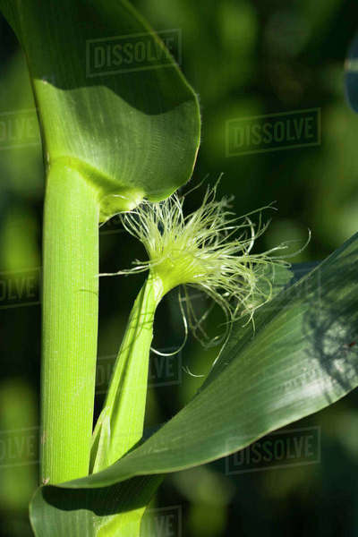 Agriculture - Early formation stage of an emerging ear of grain corn ...