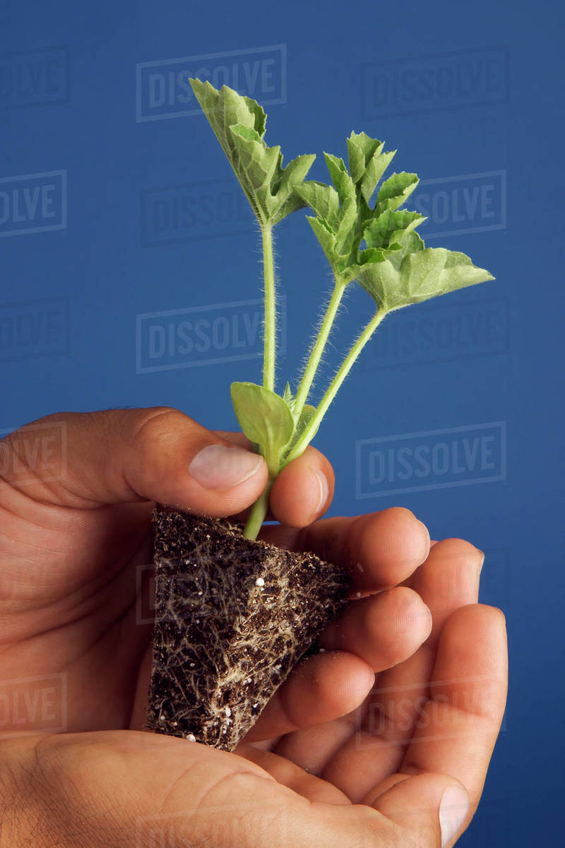 Agriculture - A researchers hands hold a watermelon seedling plug ...