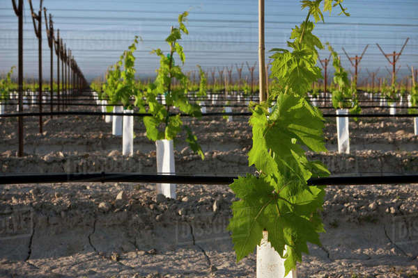 Agriculture - Closeup of a young table grape vineyard utilizing an ...