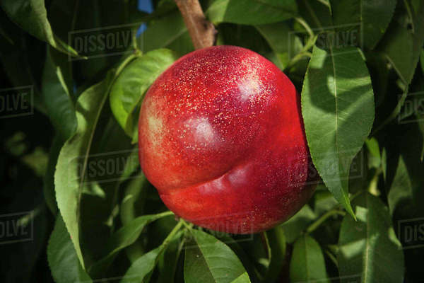 Agriculture - Closeup of an Arctic Pride nectarine on the tree, ripe ...