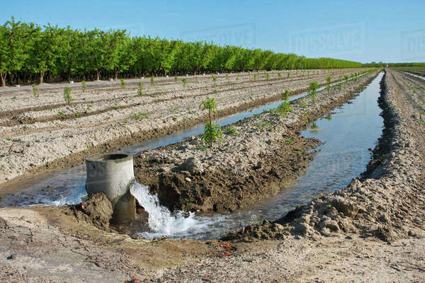 Agriculture - Water flows from a standpipe to furrow irrigate a young ...