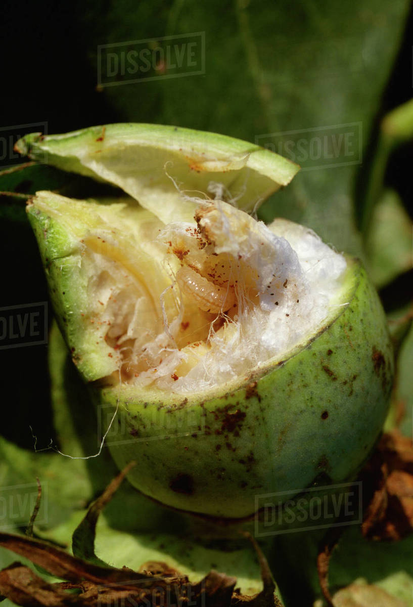 Agriculture - Pest insect; an immature green cotton boll, cut open ...