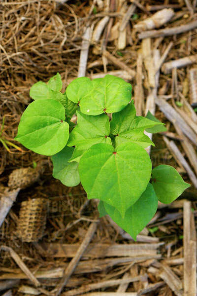 Agriculture - Early growth no-till cotton plants at the ten leaf stage ...