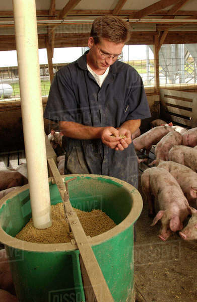 Agriculture - A hog producer examines hog feed in a confinement ...