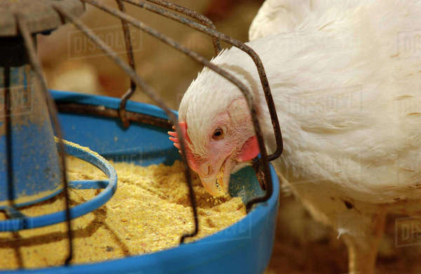 Livestock - Mature broiler chicken at a feeding station in a poultry ...