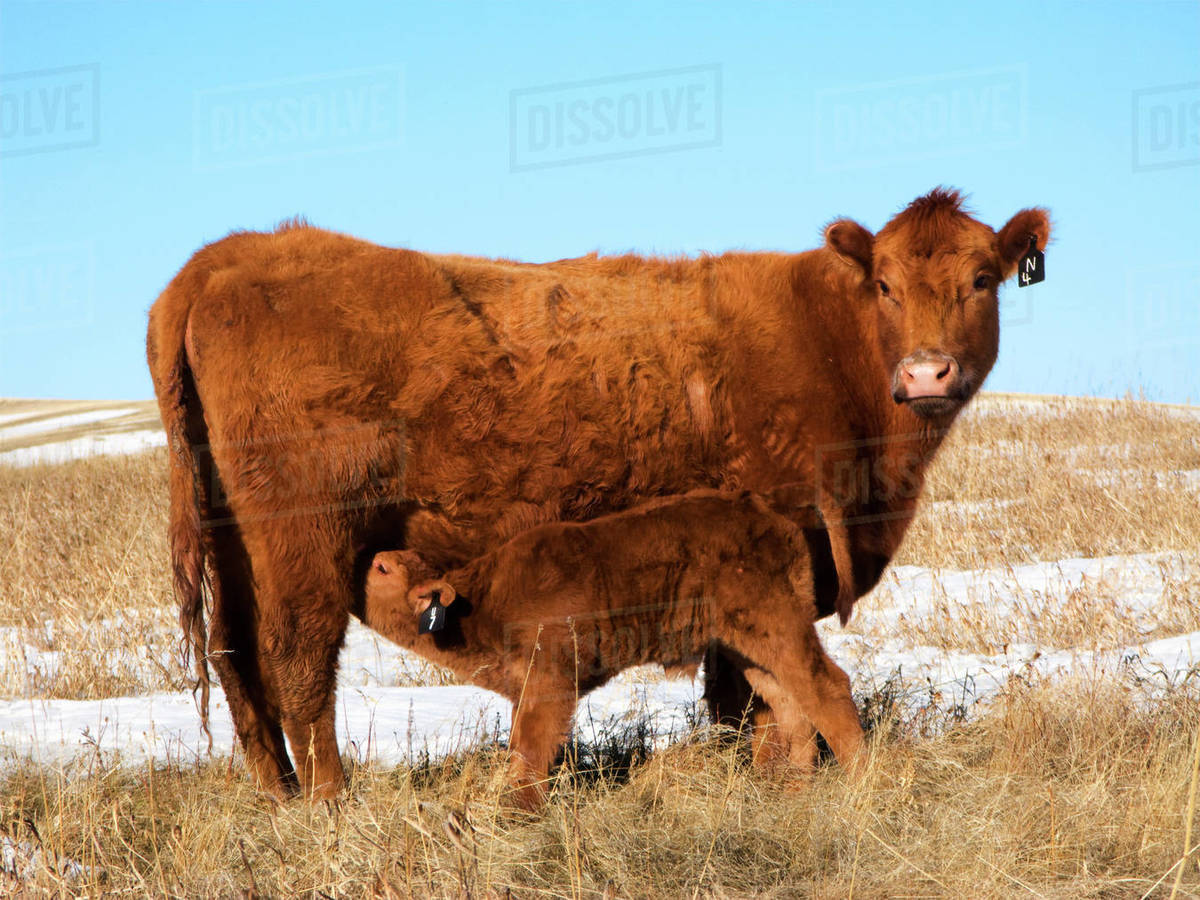 Livestock - A young Red Angus beef calf suckling from it - Stock Photo ...