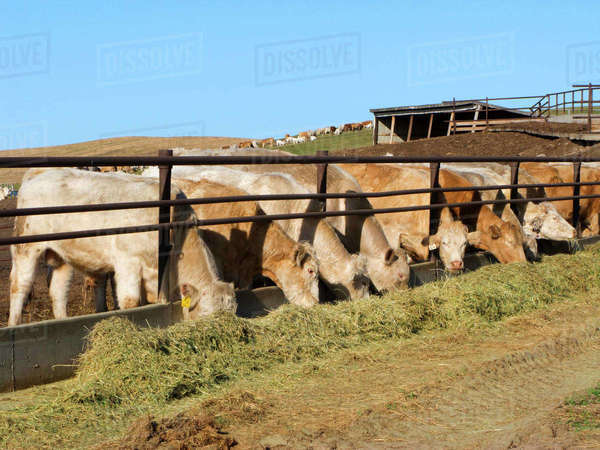 Livestock - Charolais beef cattle feeding on haylage (chopped hay) at a ...