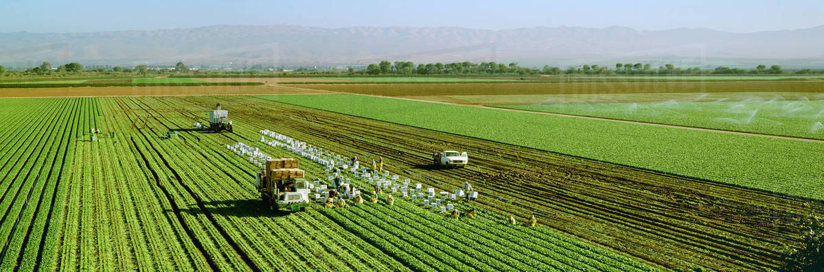 Agriculture - Overview Of A Field Crew Harvesting Spinach / Salinas ...