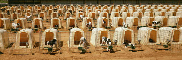 Agriculture - Rows of calf hutches with Holstein dairy calves at a ...