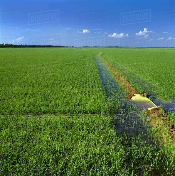 Agriculture - Early growth rice plants in a flooded field with the ...