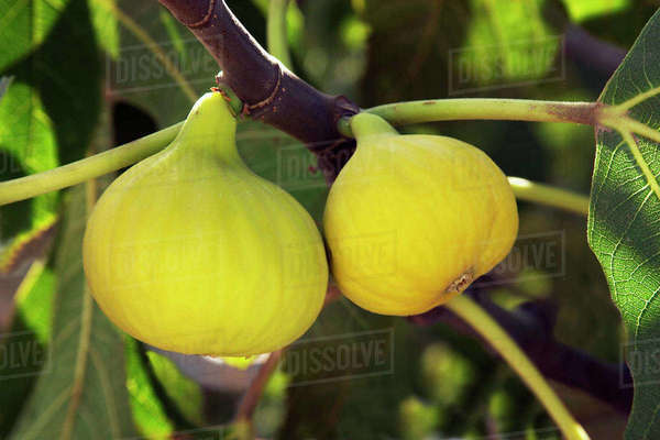 Agriculture - Ripe Calimyrna figs on the tree, ready for harvest / San ...